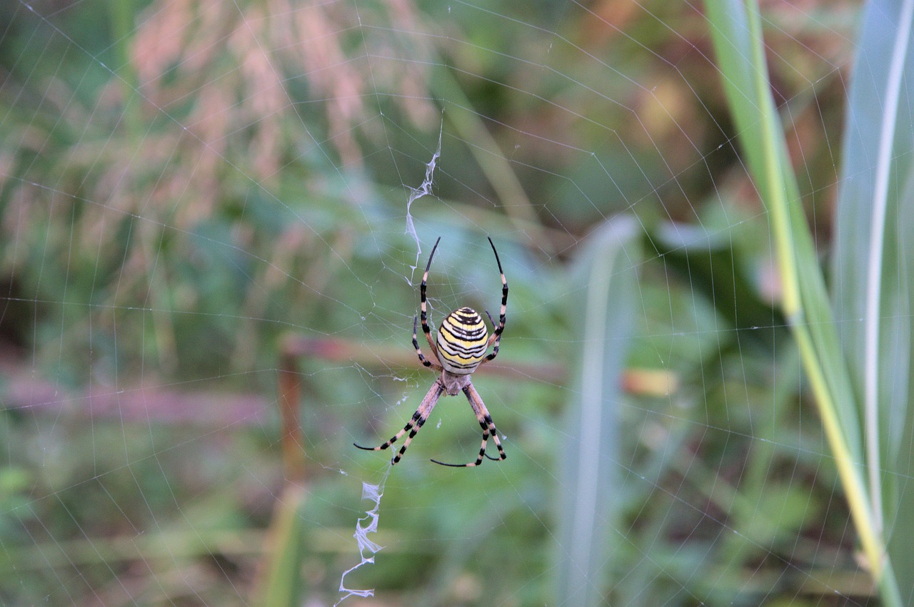 Spider Spiderweb Arachnid - Free photo on Pixabay - Pixabay