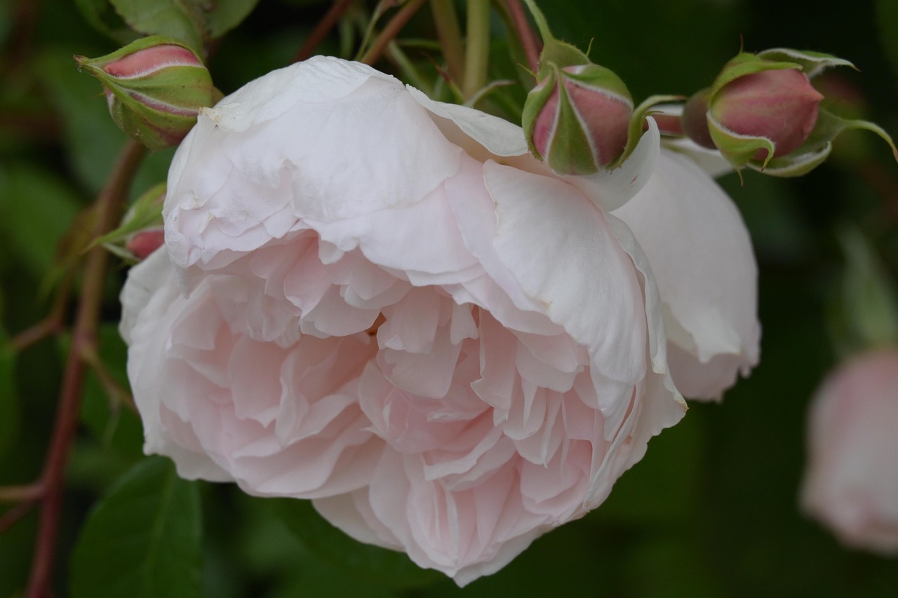 Rose Fleur Amour La - Photo gratuite sur Pixabay - Pixabay