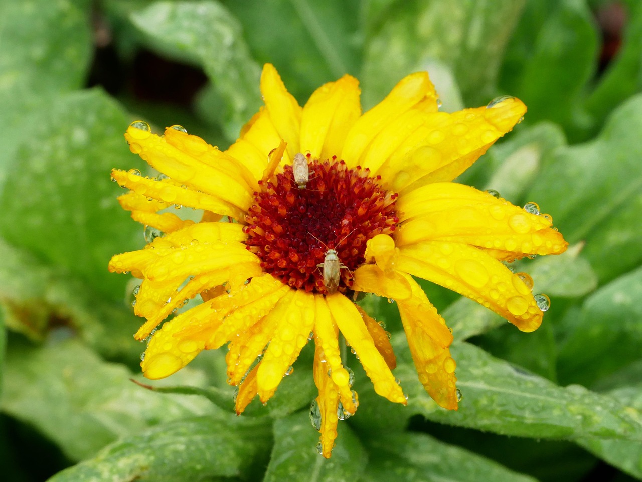 Calendula Kleine Insecten - Gratis foto op Pixabay - Pixabay