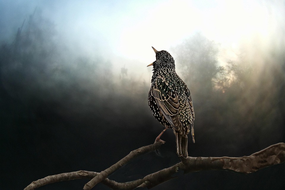 Birds Star Nature - Free photo on Pixabay - Pixabay