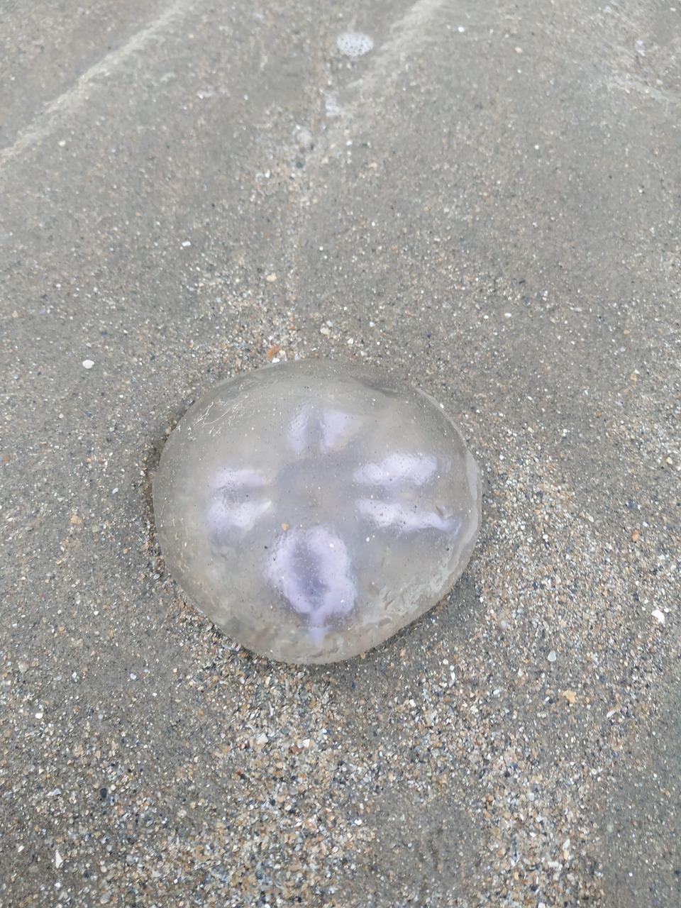 Jellyfish Beach Ocean - Free photo on Pixabay - Pixabay