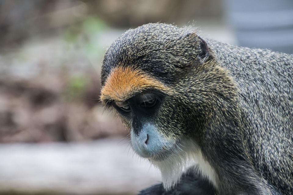 Animal Mammal Ape - Free photo on Pixabay - Pixabay