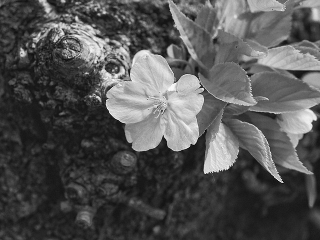 Monochrome Printemps Cerisier - Photo gratuite sur Pixabay - Pixabay