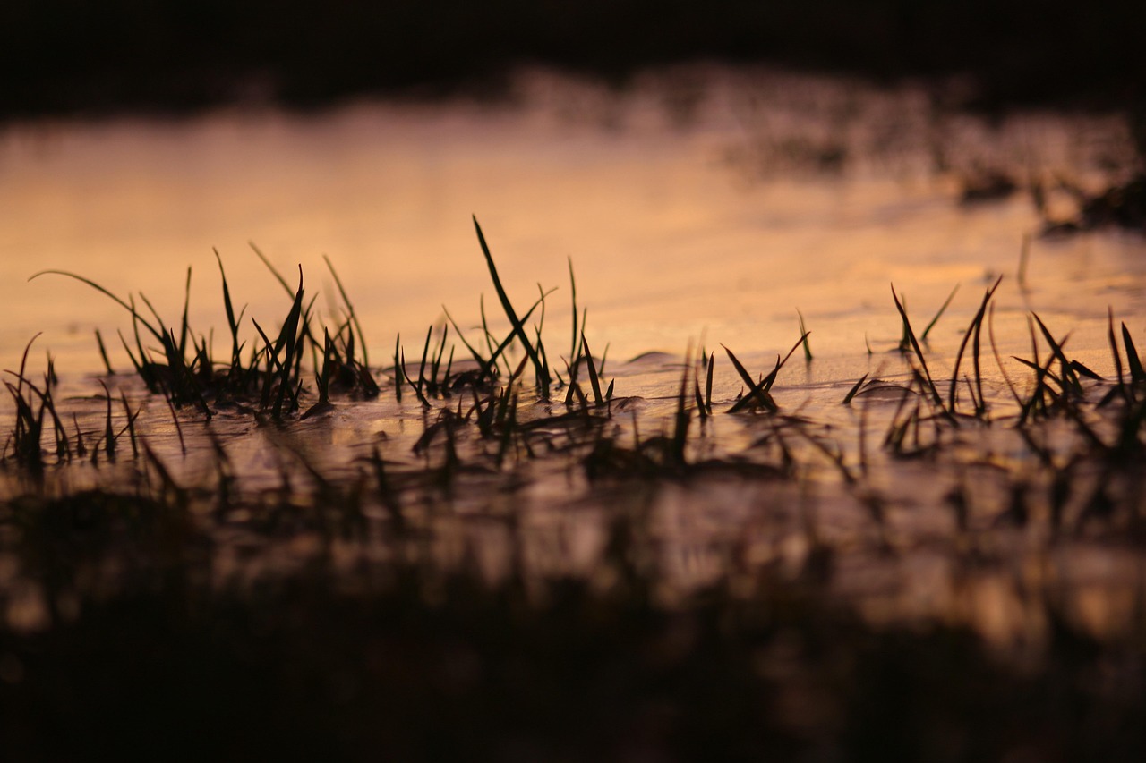 Gras Natur Landschaft - Kostenloses Foto auf Pixabay - Pixabay
