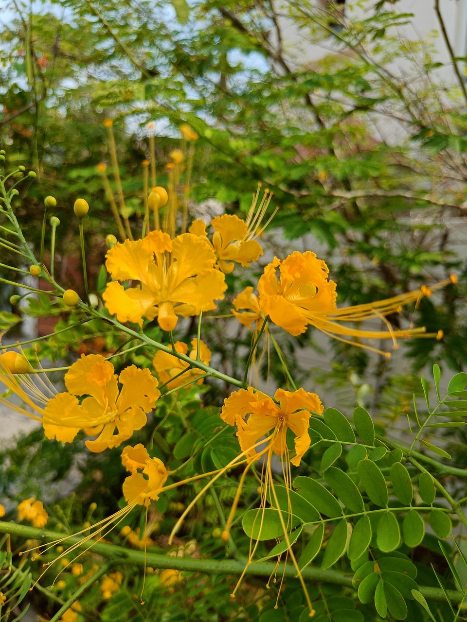 Peacock Flower Caesalpinia Yellow - Free photo on Pixabay - Pixabay