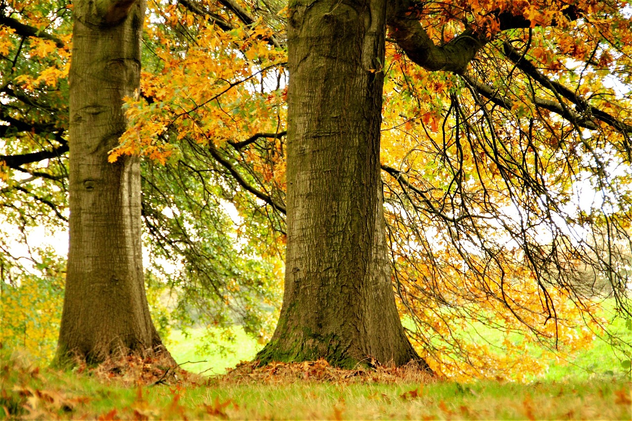 Trees Park Autumn - Free photo on Pixabay - Pixabay