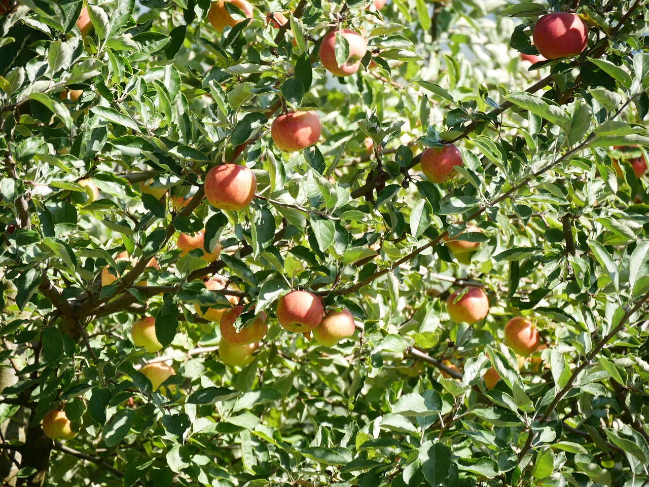 Manzanas Manzana Cosecha - Foto gratis en Pixabay - Pixabay