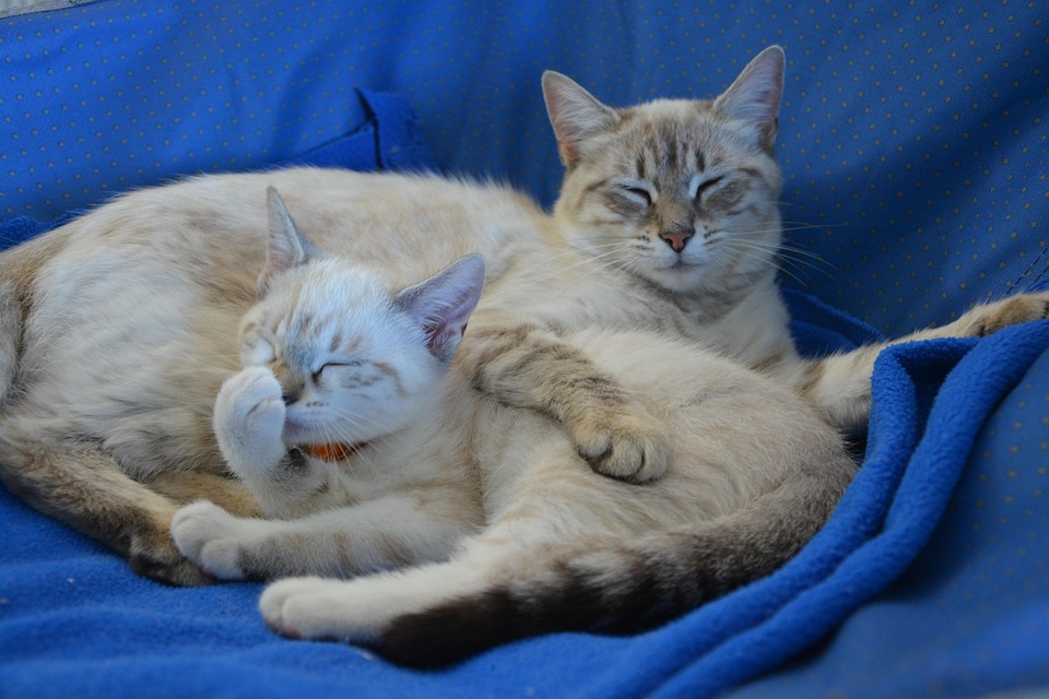 Cat And Kitten Nala Her - Free photo on Pixabay - Pixabay