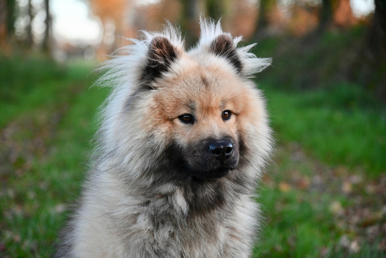 40 000 Free Perro Eurasier Olaf Dog Photos Pixabay