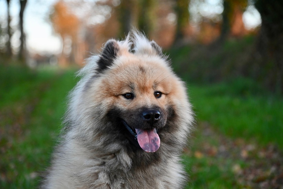 Eurasier Dog Olaf - Free photo on Pixabay - Pixabay