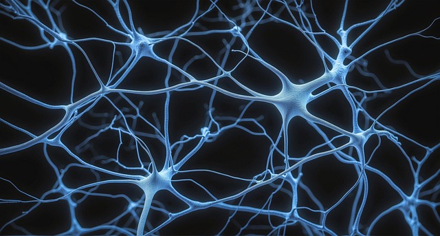 Neurones Les Cellules Du Cerveau - Image gratuite sur Pixabay
