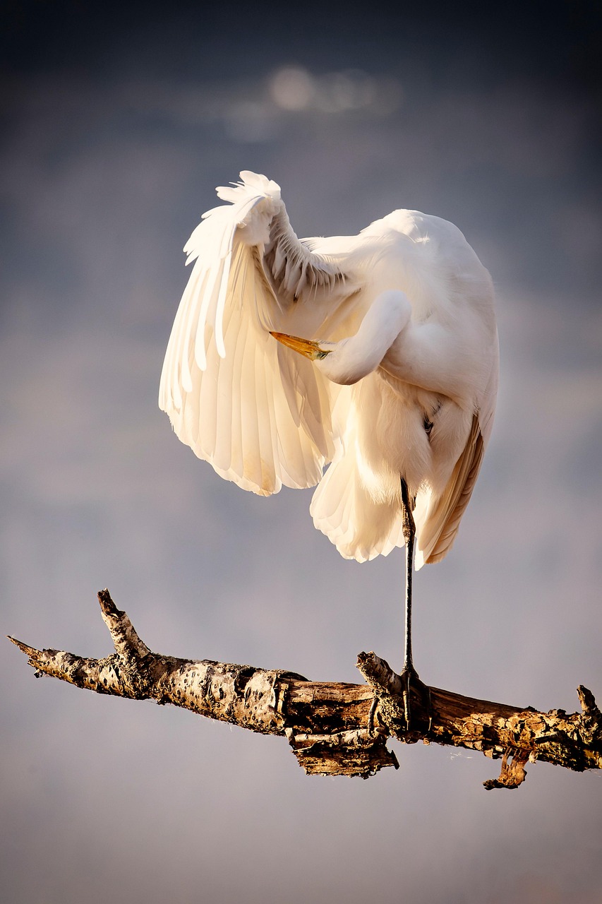 Egret Bird Nature - Free photo on Pixabay