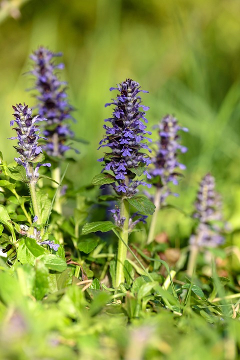 Kriechender Gunsel Ajuga Reptans - Photo gratuite sur Pixabay - Pixabay