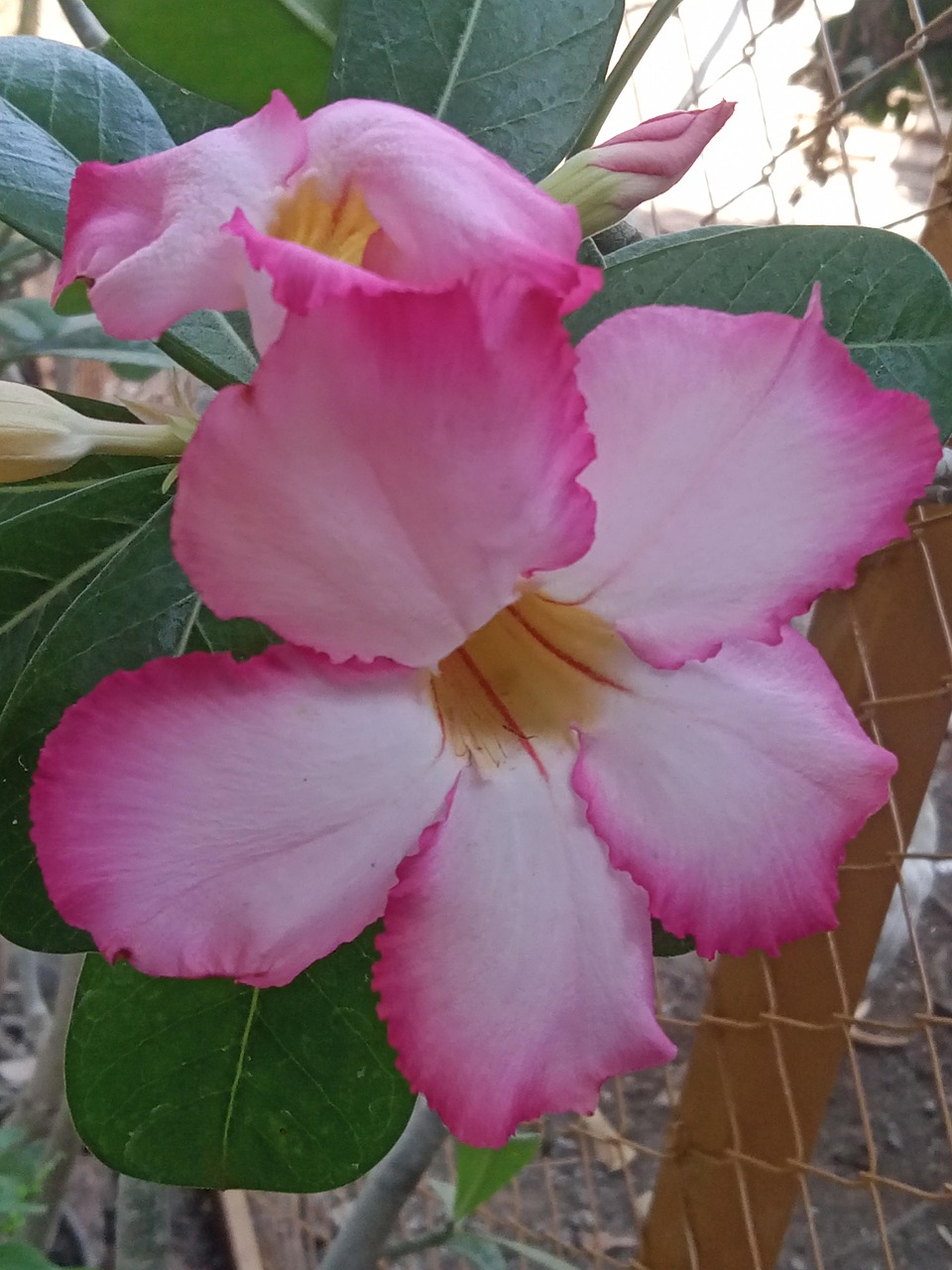Flower Natural Blossom - Free photo on Pixabay - Pixabay