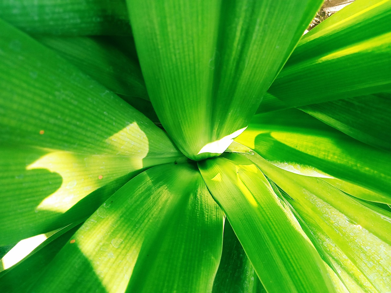 Feuille Feuilles Naturel - Photo gratuite sur Pixabay - Pixabay