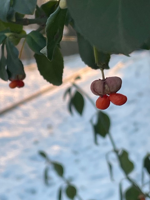 Euonymus Jagoda Winter Polish - Free photo on Pixabay - Pixabay