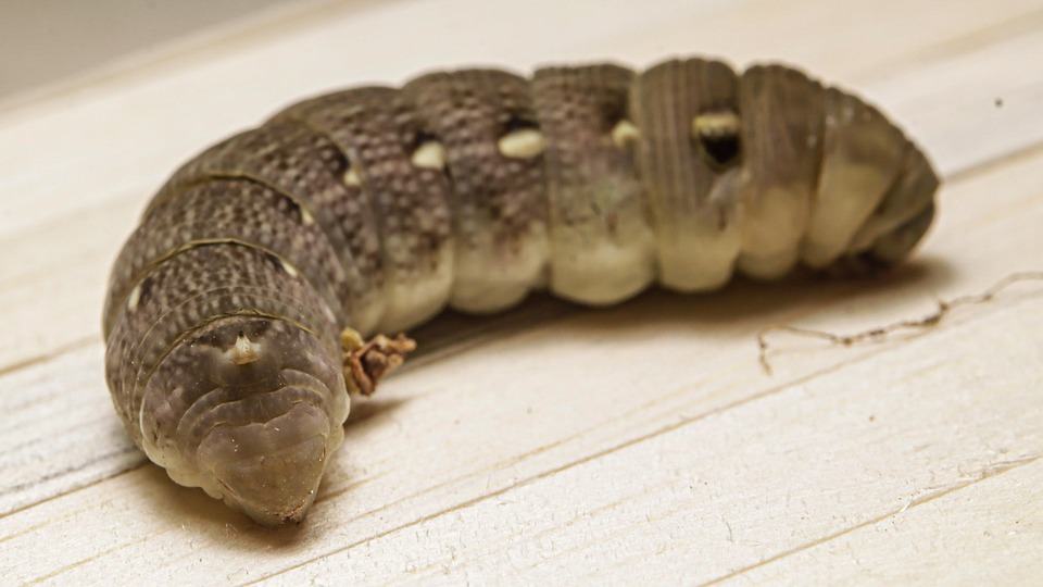 Larva Caterpillar Cocoon - Free photo on Pixabay - Pixabay