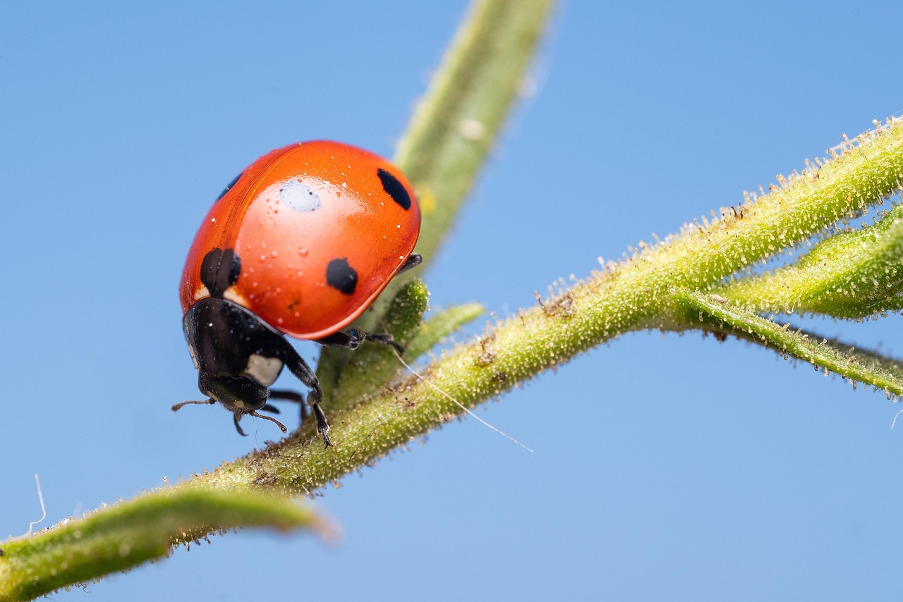 Mariquita Escarabajo Insecto Foto Gratis En Pixabay Pixabay
