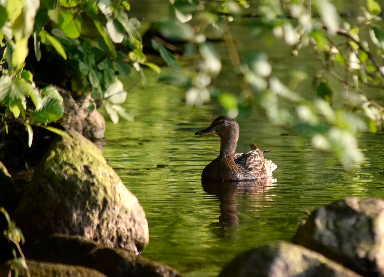 Pato Lago Animais Selvagens Ave - Foto gratuita no Pixabay - Pixabay