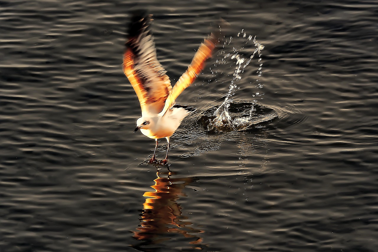 Taking Off Nature Bird - Free photo on Pixabay - Pixabay
