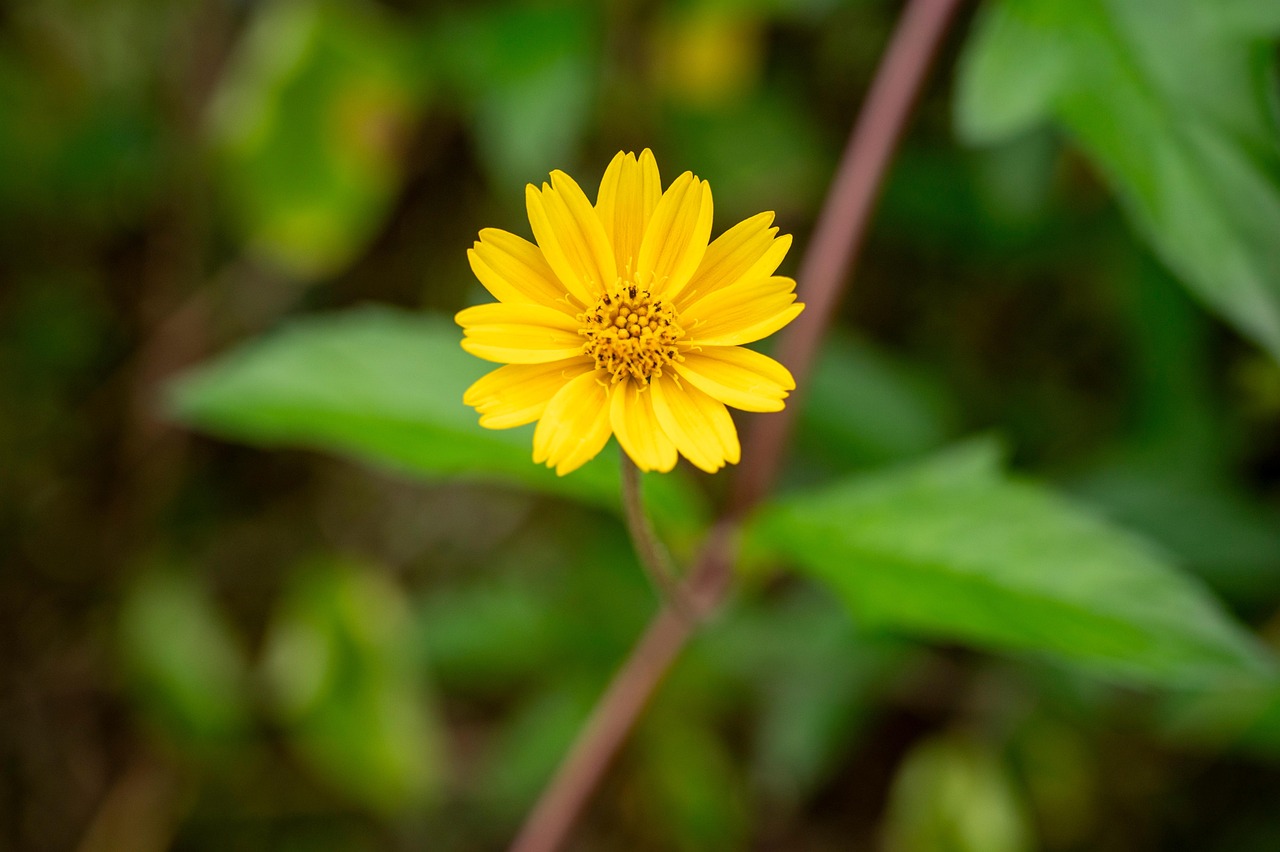 Fleur Jaune Jardin - Photo gratuite sur Pixabay - Pixabay