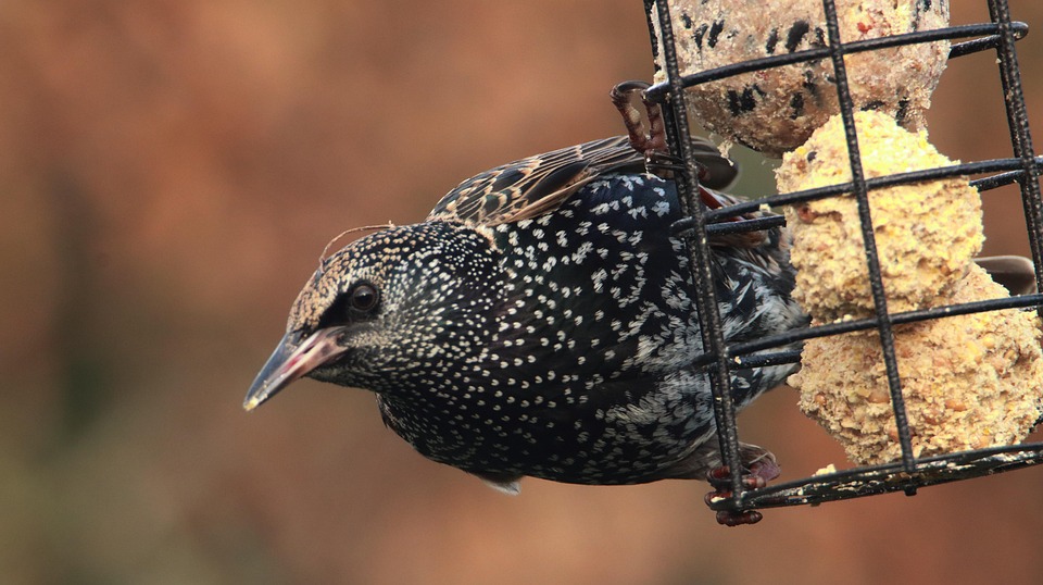 Starling Nature Bird - Free photo on Pixabay - Pixabay