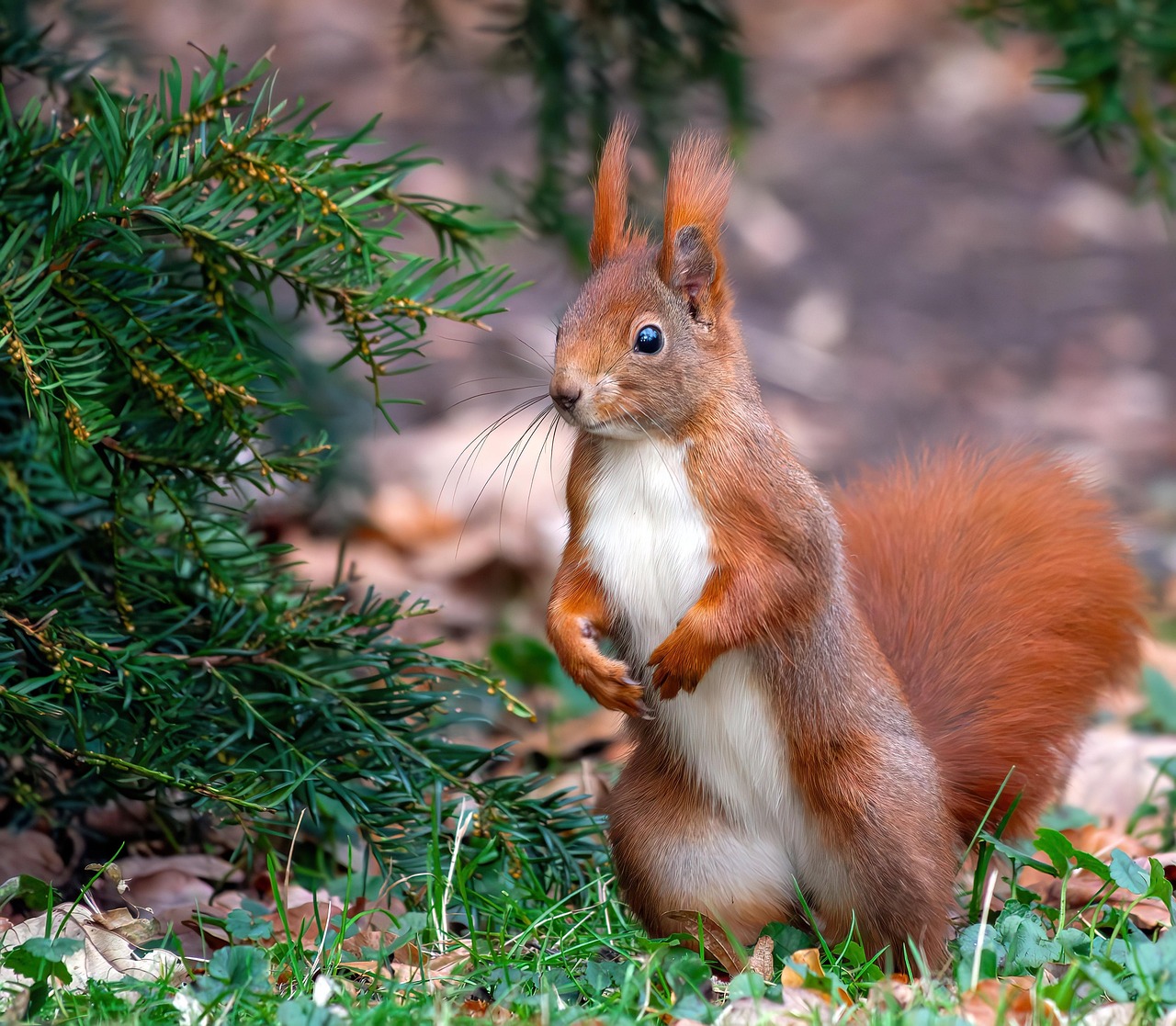 7,000+ Free Squirrel & Nature Images - Pixabay