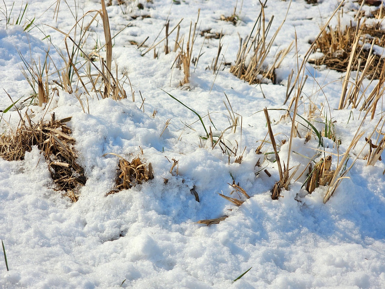 Winter Snow Nature - Free photo on Pixabay - Pixabay