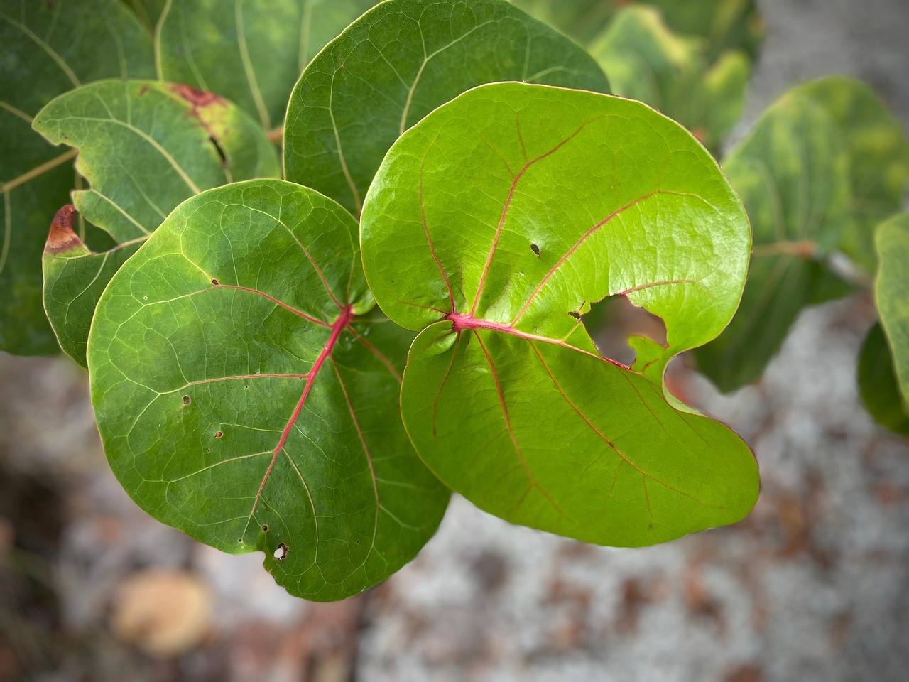 Sea Grape Nature Leaves - Free photo on Pixabay - Pixabay