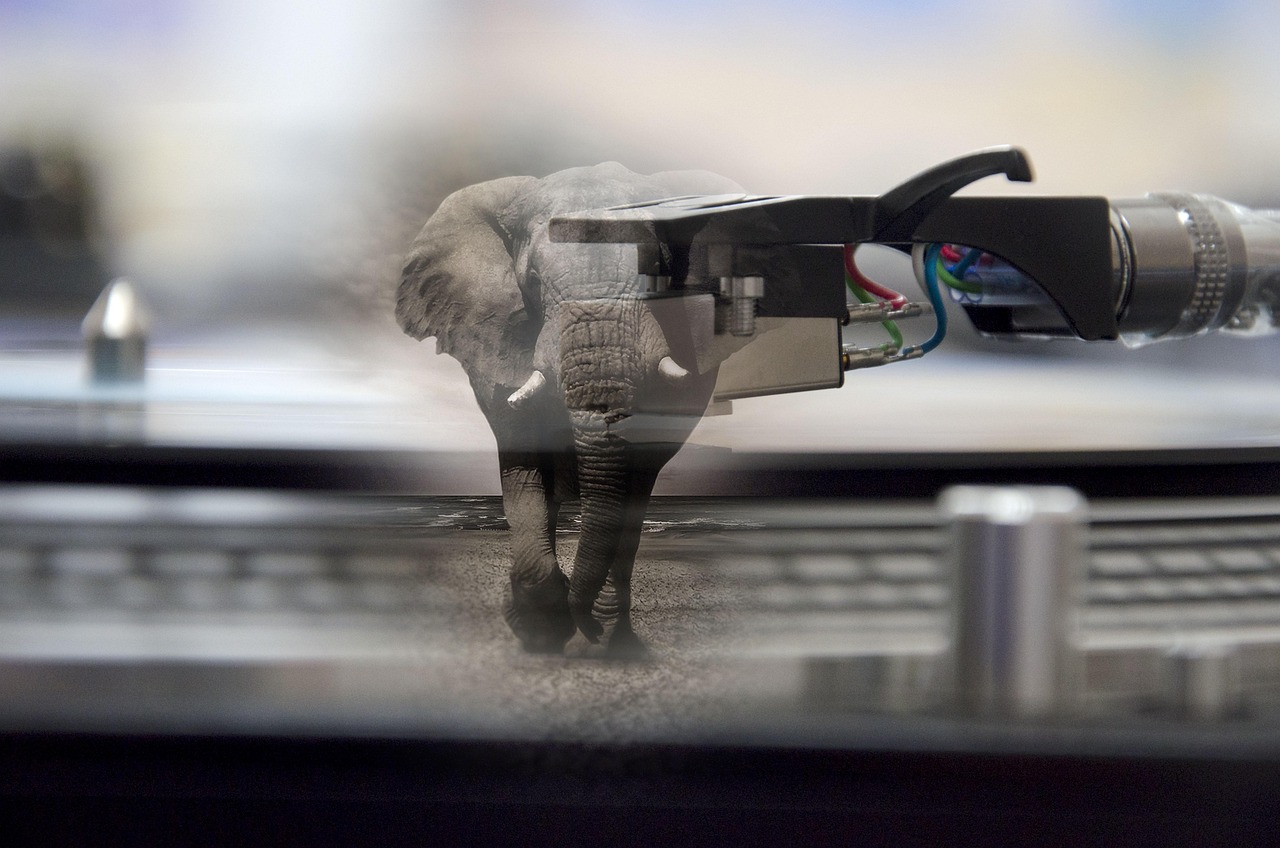Turntable Elephant Africa - Free photo on Pixabay - Pixabay