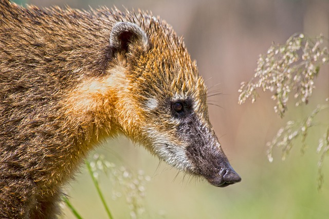 Nosal Mammal Animal Costa - Free photo on Pixabay - Pixabay