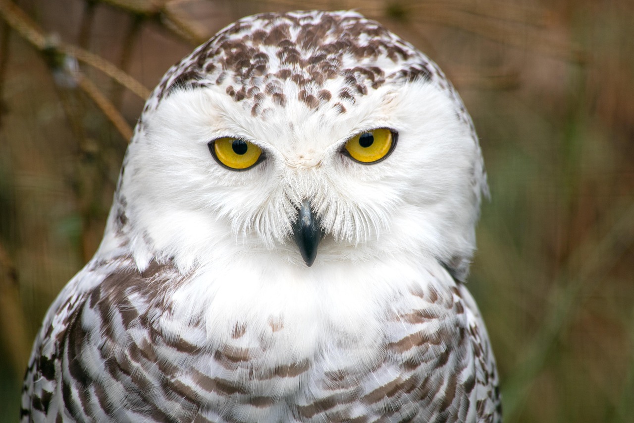 Snowy Owl Bird - Free photo on Pixabay - Pixabay