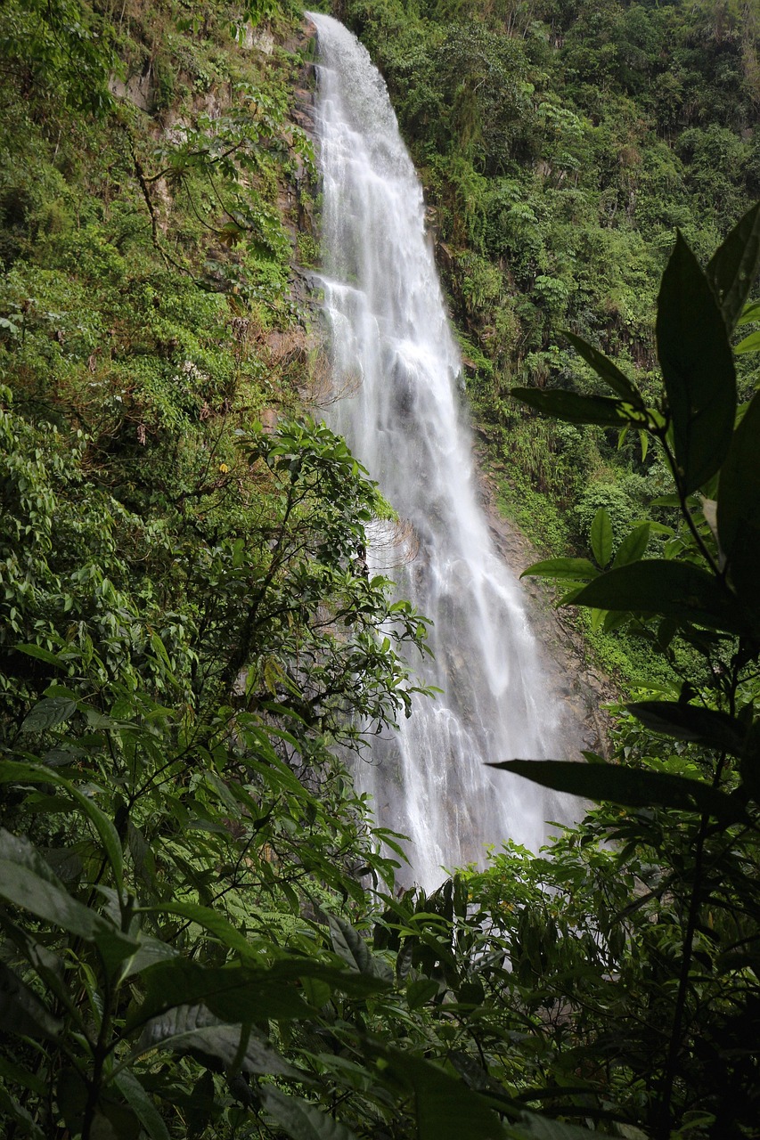 Jungle Amazon Mount - Free photo on Pixabay - Pixabay