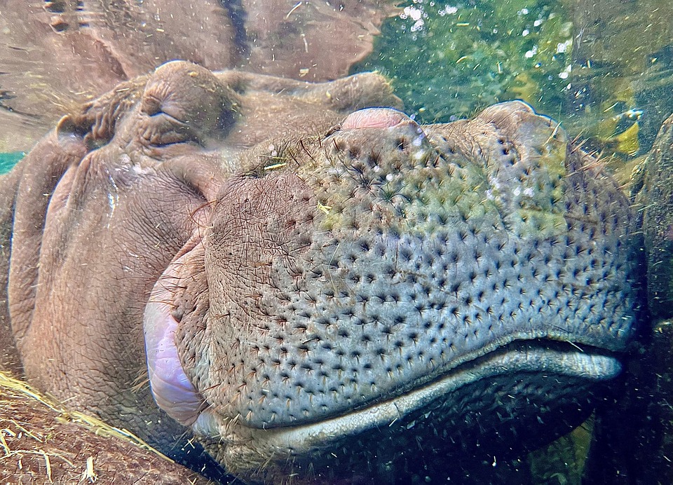 Hippopotamus Zoo Animal - Free photo on Pixabay