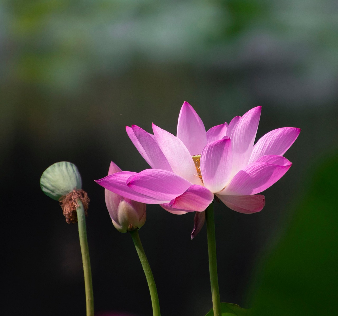 Lotus Flower Plant Pink - Free photo on Pixabay - Pixabay