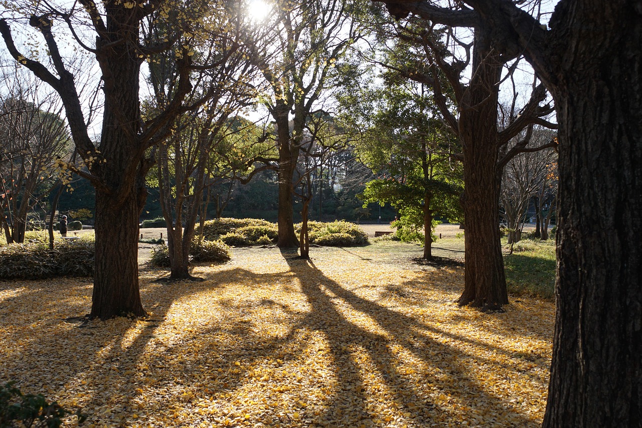 Wood Park Sun - Free photo on Pixabay - Pixabay