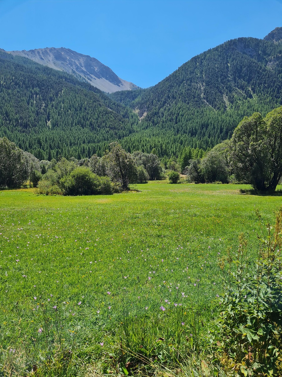 Landscape Mountain Forest - Free photo on Pixabay - Pixabay