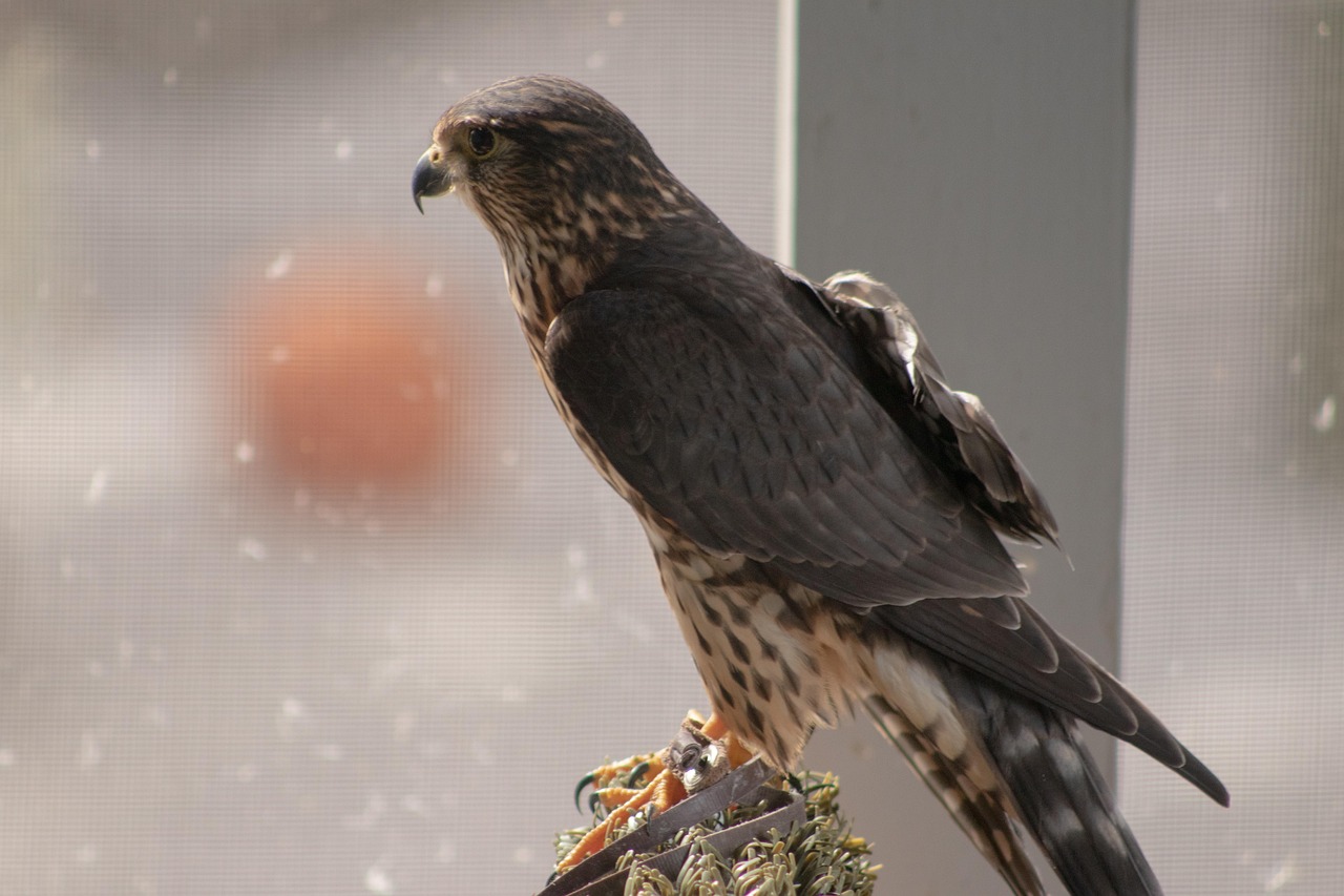Hawk Falcon Raptor - Free photo on Pixabay - Pixabay