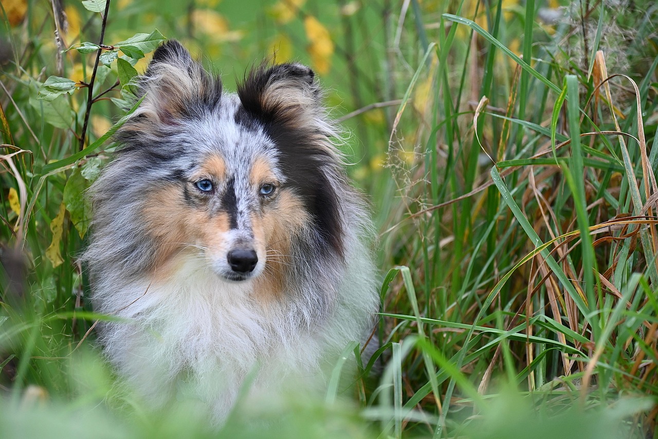 Shetland Sheepdog Sheltie Nobility - Free photo on Pixabay - Pixabay