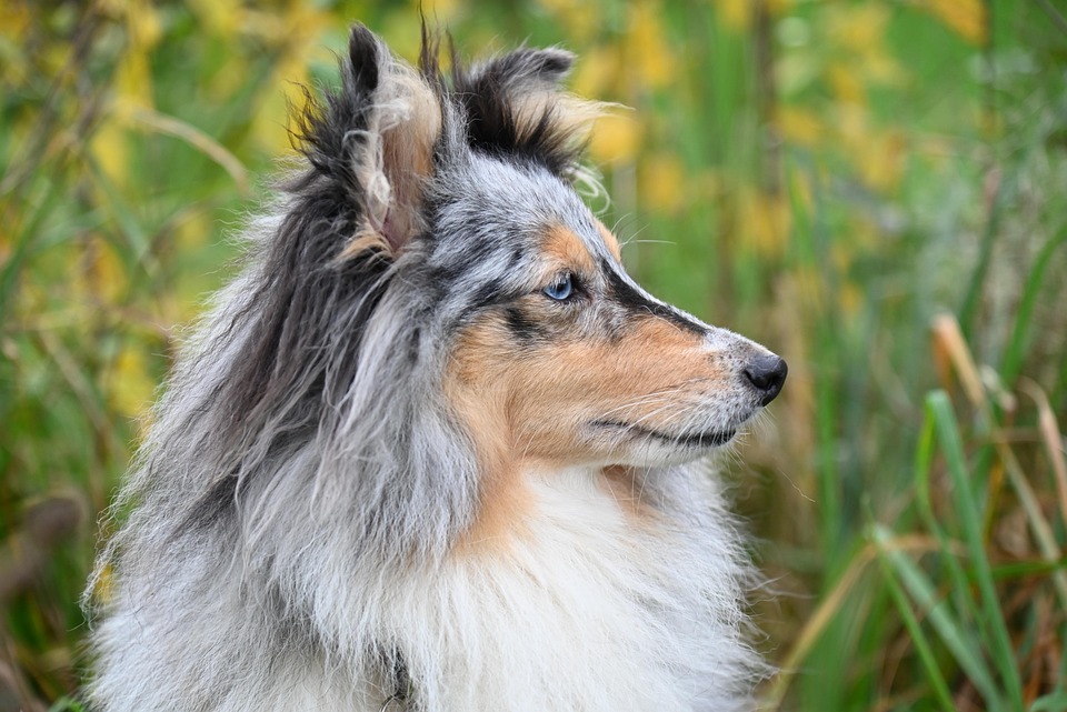 Shetland Sheepdog Dog Female - Free photo on Pixabay - Pixabay