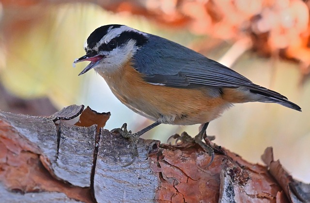 Pájaro Trepatroncos De Pecho Rojo - Foto gratis en Pixabay - Pixabay