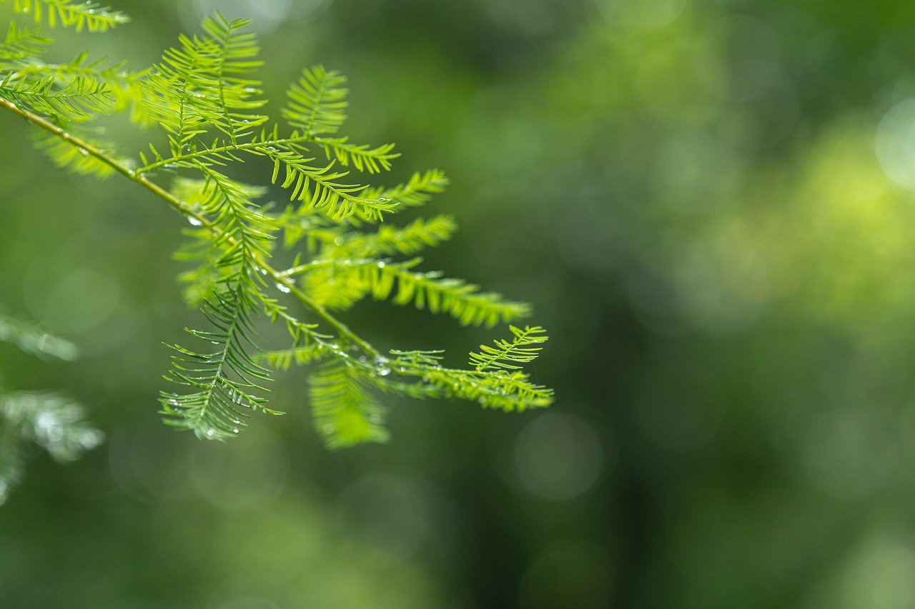 Las Hojas Planta Natural - Foto gratis en Pixabay - Pixabay