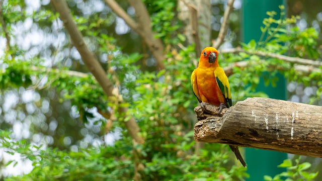 Perroquet Oiseau Zoo - Photo gratuite sur Pixabay - Pixabay
