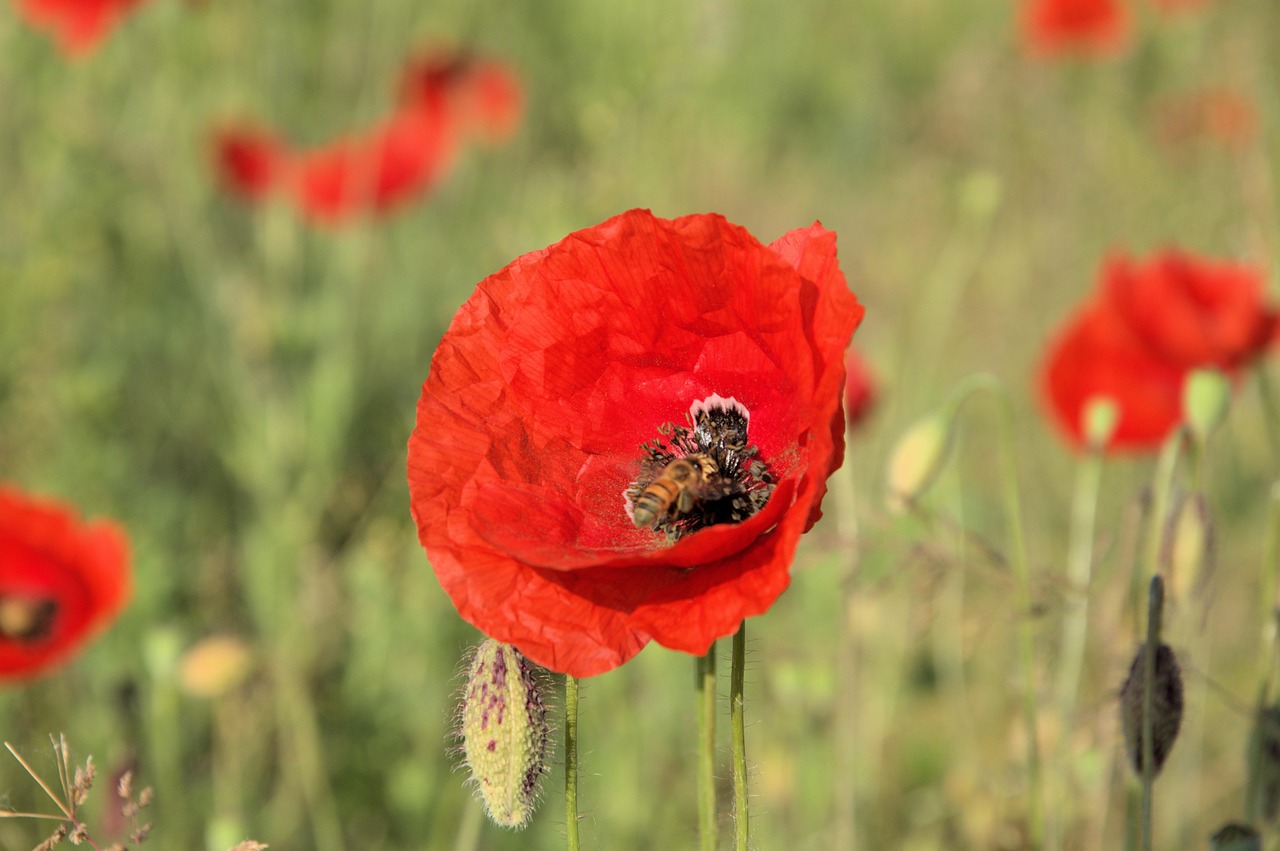 Poppy Bee Pollination - Free photo on Pixabay - Pixabay