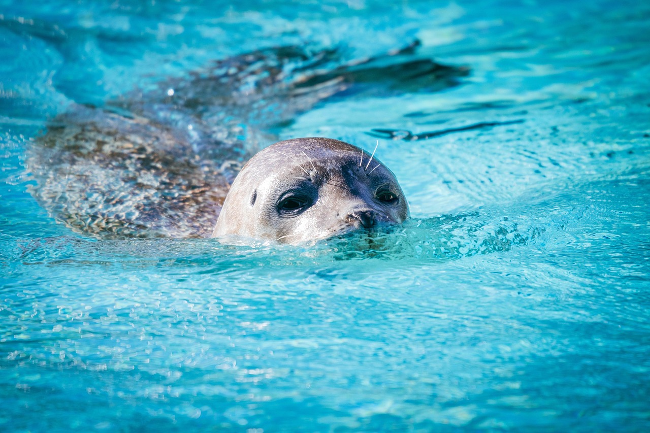 Seal Animal Zoo Free Photo On Pixabay