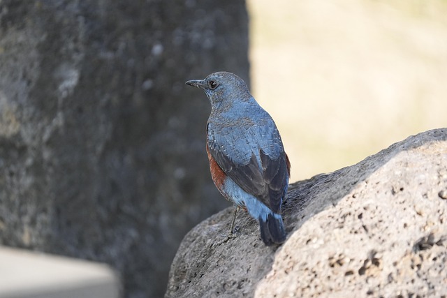 Pájaro Pico Plumas - Foto gratis en Pixabay
