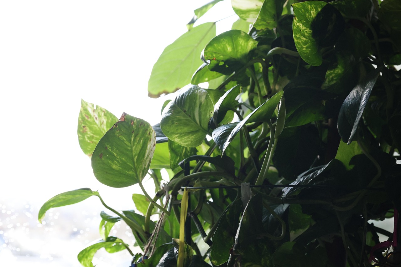 Money Plant Nature - Free photo on Pixabay - Pixabay