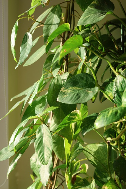 Planta De Bani Plantelor Natura - Fotografie gratuită pe Pixabay - Pixabay