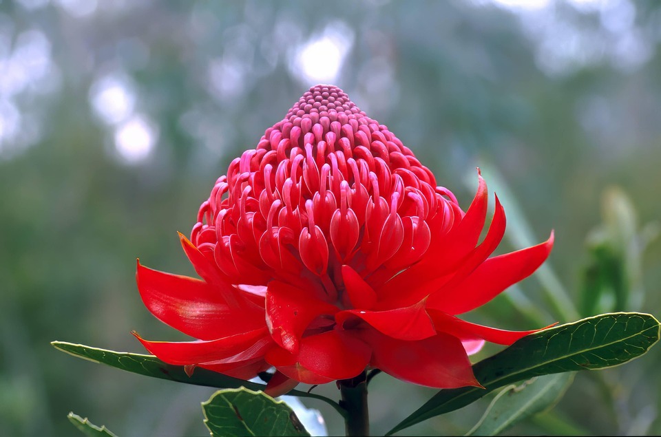 Waratah Flower Flora - Free photo on Pixabay - Pixabay
