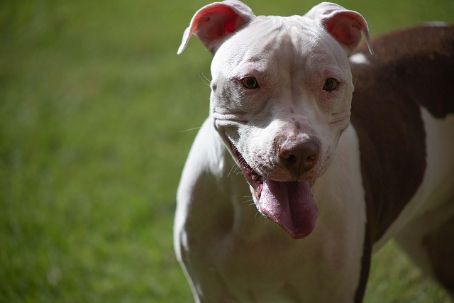 Pitbull Dog Pet Cute Look - Free photo on Pixabay - Pixabay